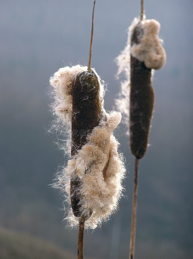Bullrushes 2 stock photo. Image of plantlife, bullrushes - 274548