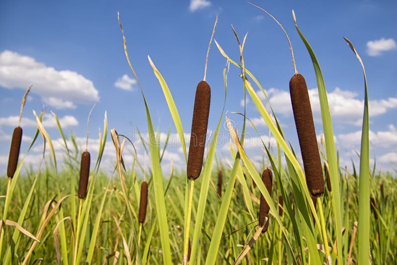 Bullrushes stock photo. Image of pond, rural, water, nature - 11916328