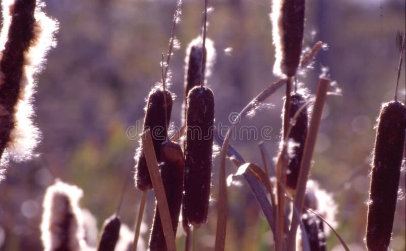 Bullrushes stock photo. Image of peat, straw, grass, bullrush - 850034