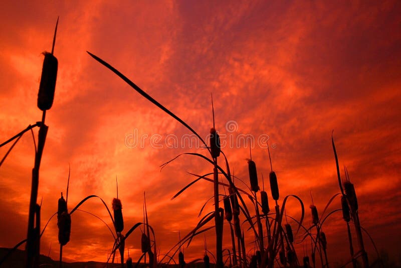 Bullrushes stock image. Image of silhouette, plants, cattails - 7490639