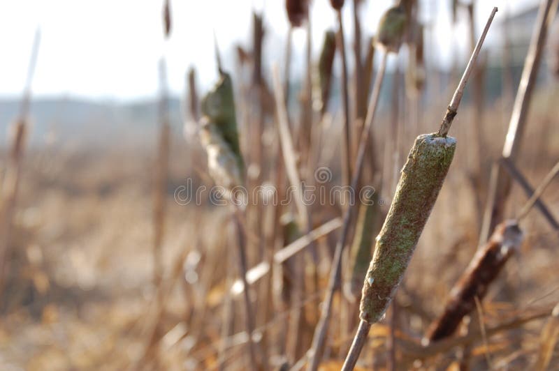 Bullrushes stock photo. Image of peat, straw, grass, bullrush - 850034