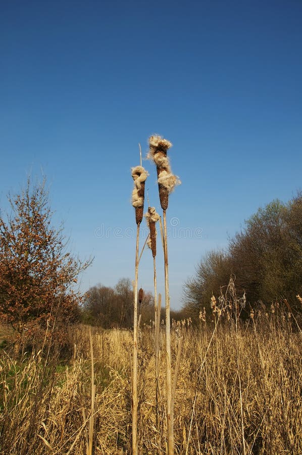 Bullrushes stock image. Image of silhouette, plants, cattails - 7490639