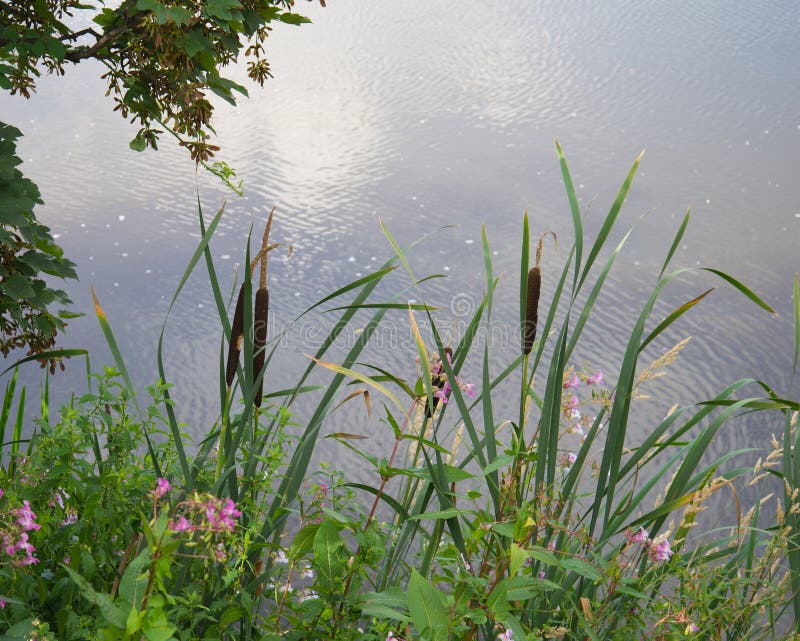 Bullrushes and Flowers stock photo. Image of brown, tranquil - 43361050