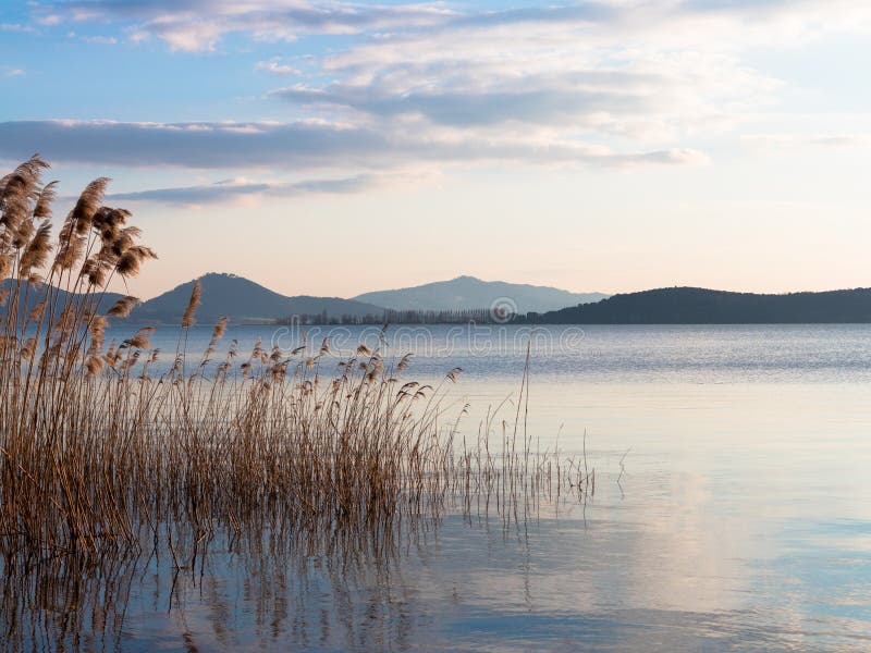 Bullrushes in the Lake at Dusk Stock Photo - Image of bright, lake ...