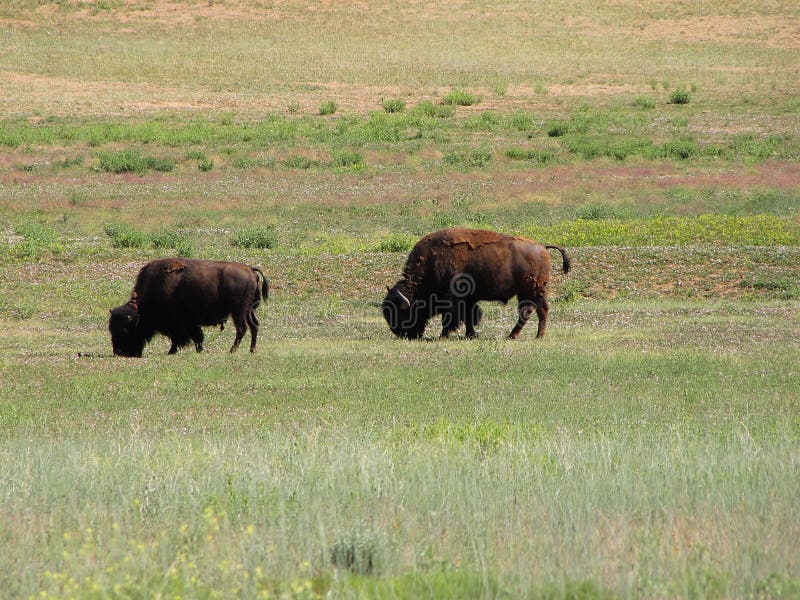 Bulls stock image. Image of field, buffalo, range, wildlife - 10895009