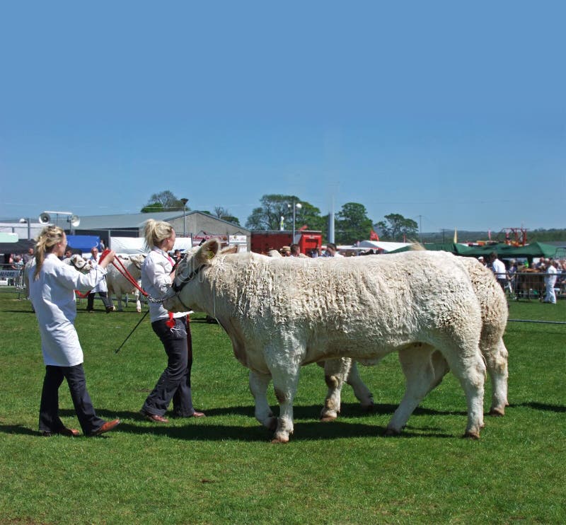 Bulls at an Agricultural Show with Blue Sky for Text Copy Editorial ...