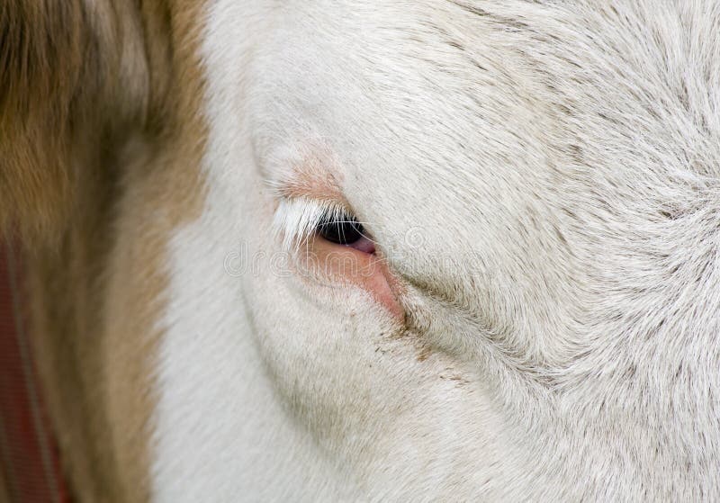 Bulls eye stock image. Image of animal, bullseye, livestock - 5371103