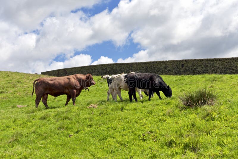 Bulls farm stock photo. Image of farmland, bovine, cattle - 14679806