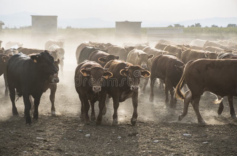 Bulls in a farm stock image. Image of agriculture, cowshed - 138011387