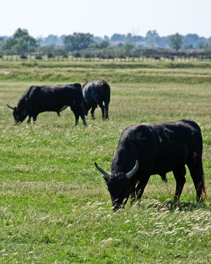 Bulls in Field stock photo. Image of european, tree, bush - 27363372