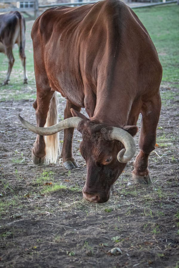 Bulls in a field on a farm stock photo. Image of field - 254784266