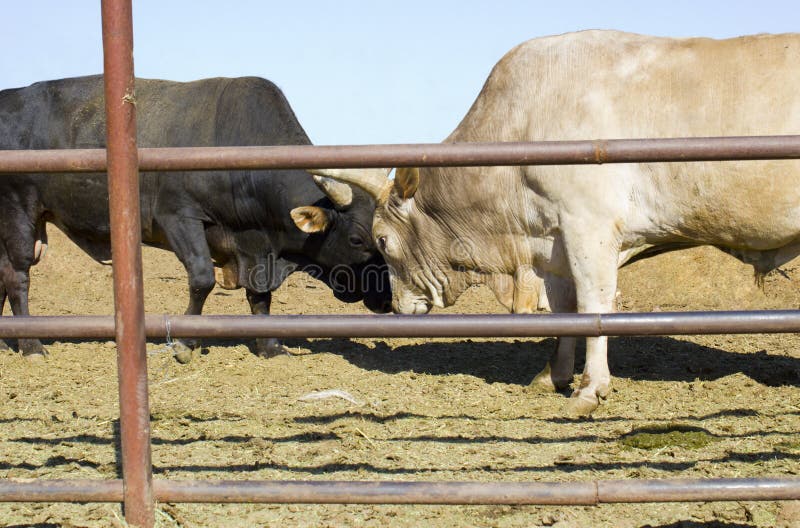 Bulls Fight stock photo. Image of black, bull, body, business - 19291892