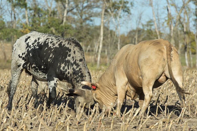 Bulls Fighting stock photo. Image of bull, pasture, horn - 34153638