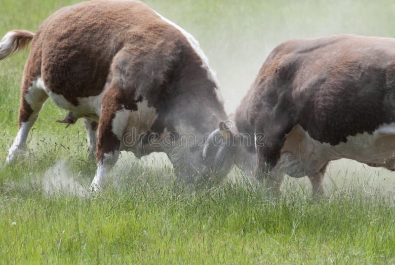 Bulls Fighting stock image. Image of british, fighting - 41596503