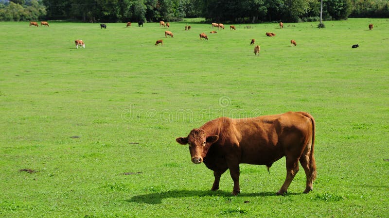 Bulls Grazing in a Green Field Stock Photo - Image of grass ...