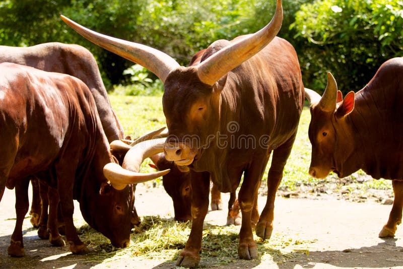 Oxen stock photo. Image of williamsburg, snout, animal - 6201842