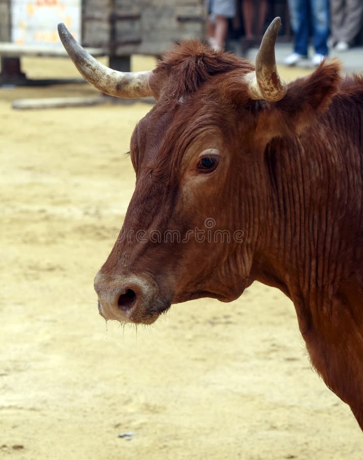 1,630 Bulls Head Photos - Free & Royalty-Free Stock Photos from Dreamstime