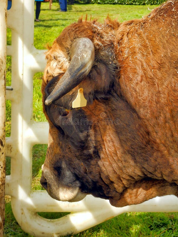 2,251 Bulls Head Stock Photos - Free & Royalty-Free Stock Photos from ...