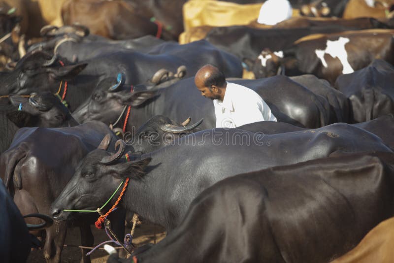 Bulls for Sale at Cattle Market Editorial Stock Image - Image of bulls ...