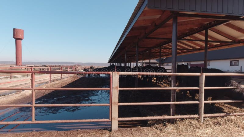 Bulls in the Stall Slow Motion Stock Footage - Video of horned, rural ...