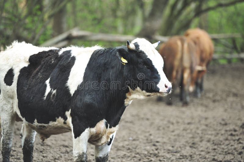 Bulls standing in the mud. stock image. Image of cattle - 71664835