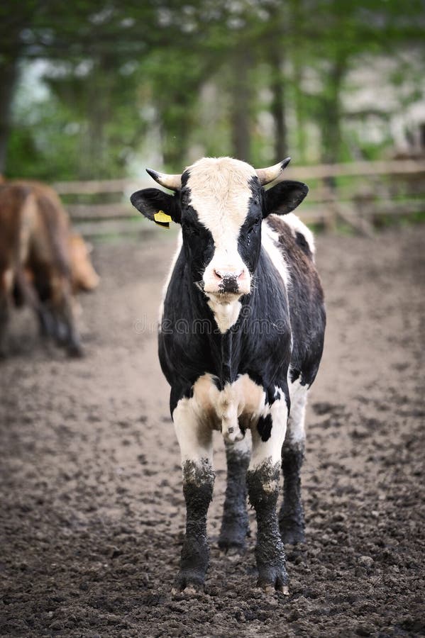 Bulls standing in the mud. stock image. Image of livestock - 71665789