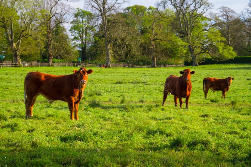 Irish bull stock photo. Image of country, meadow, countryside - 14900586