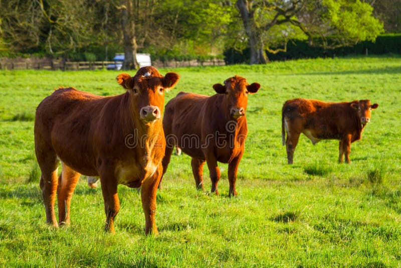Irish bulls stock photo. Image of country, irish, outdoor - 14900614