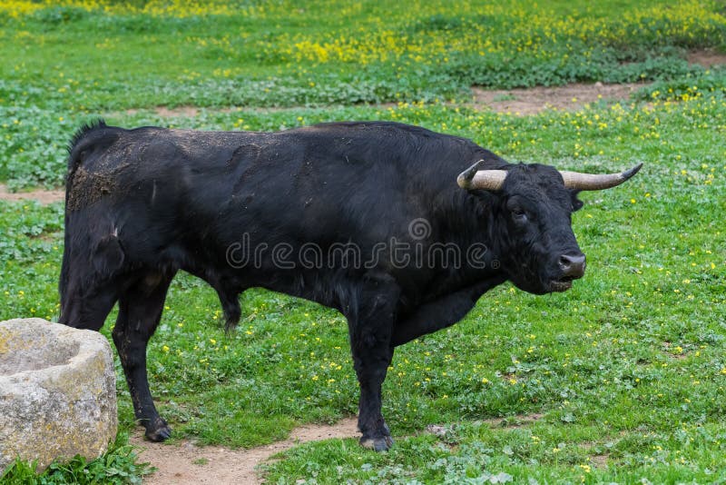 Breeding Bulls Herded into a Corral Stock Photo - Image of animal ...