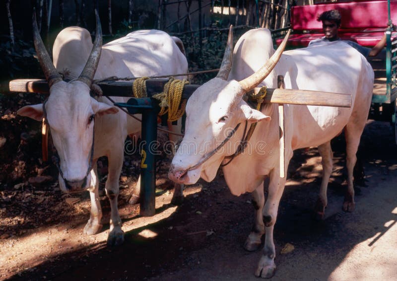 Bulls in vehicle stock photo. Image of ecology, jungle - 261340