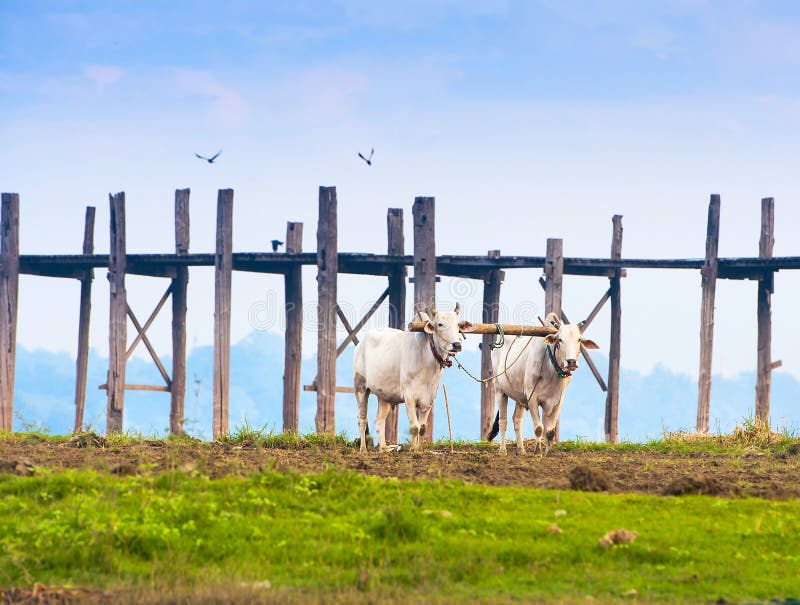 Bulls working stock image. Image of horizontal, road - 37442941
