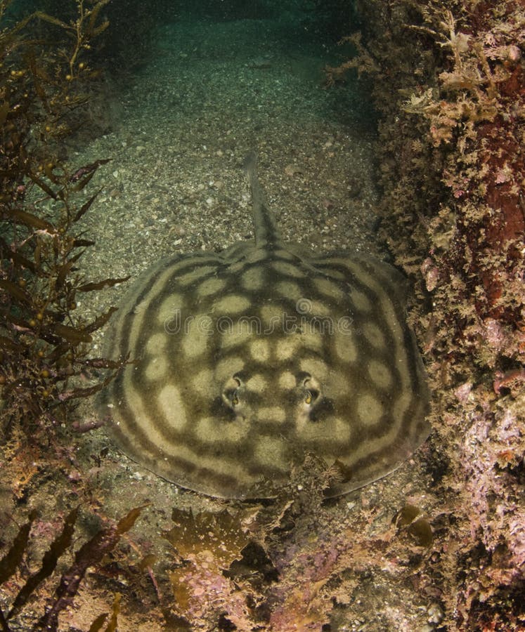 Crocodilefish full view stock image. Image of closeup - 10645817