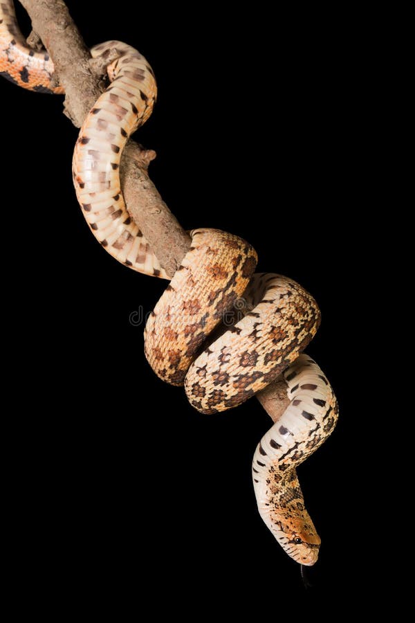 Bullsnake Curled Around Branch Stock Photo - Image of isolated ...
