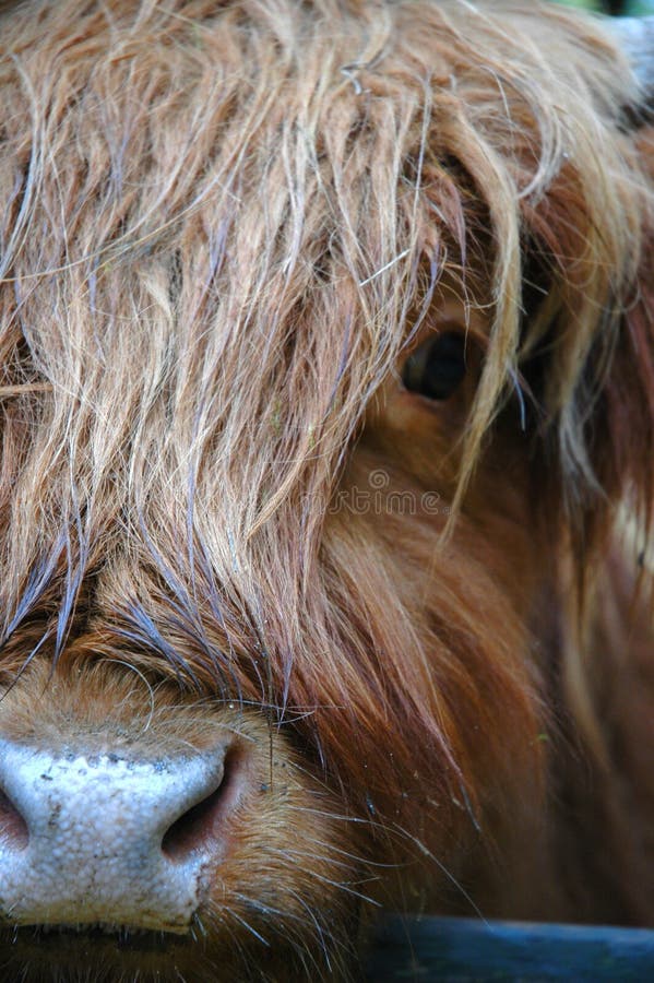 Bully hairstyle stock image. Image of bully, bull, scottish - 45745
