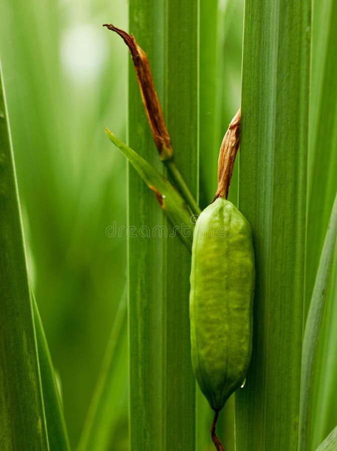 Bulrush stock photo. Image of blooming, edge, marsh, floral - 15558188