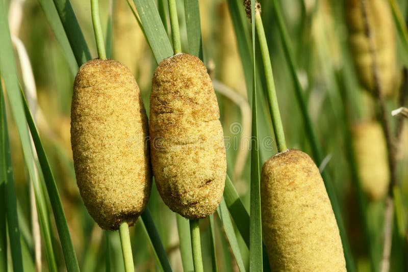Bulrush stock photo. Image of fructification, macro, bulrush - 20297366