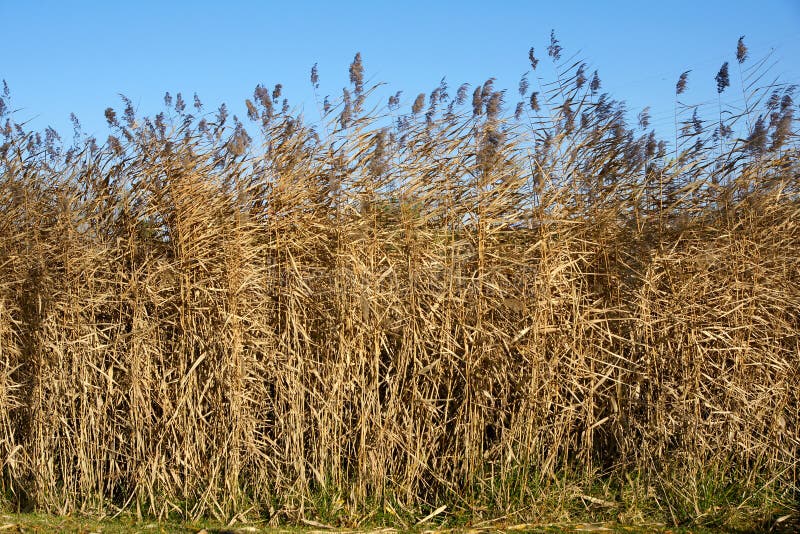 Bulrush flowers stock photo. Image of blooming, aquatic - 26852000