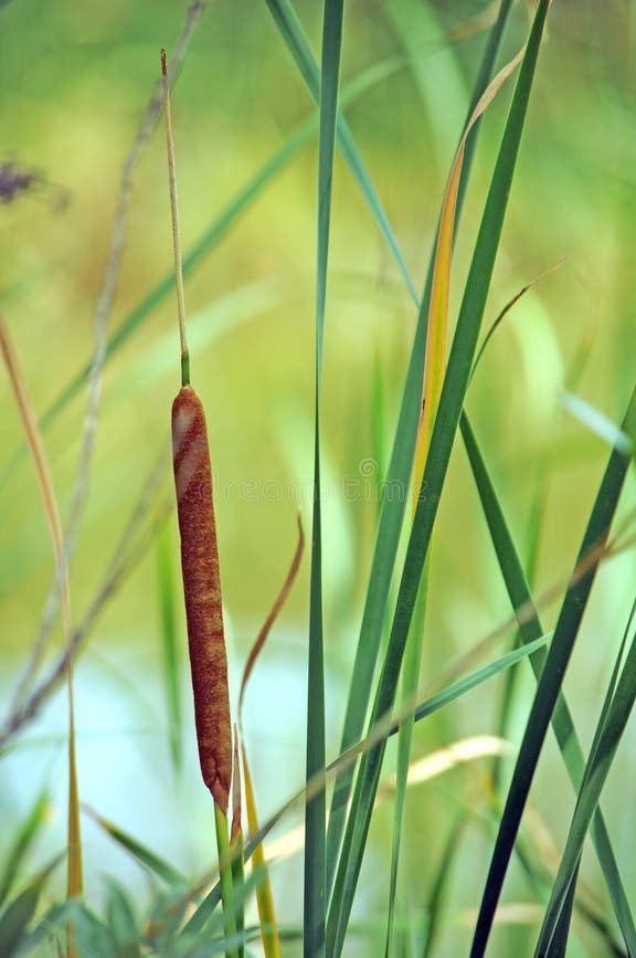Bulrush stock photo. Image of cattail, weed, country - 26072252