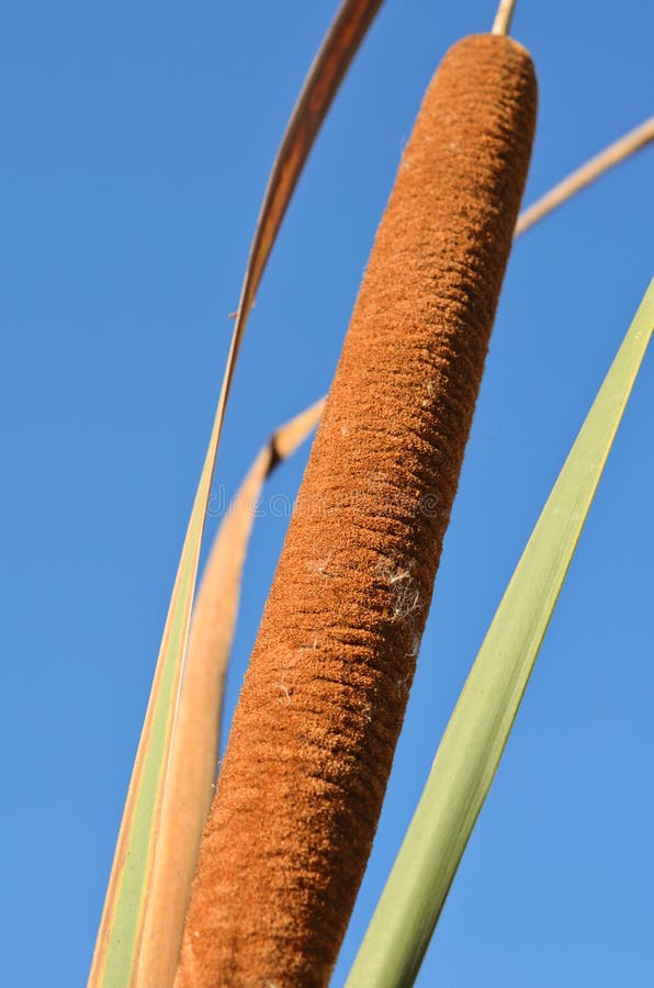 Bulrush stock photo. Image of spring, closeup, blue, natural - 26933926