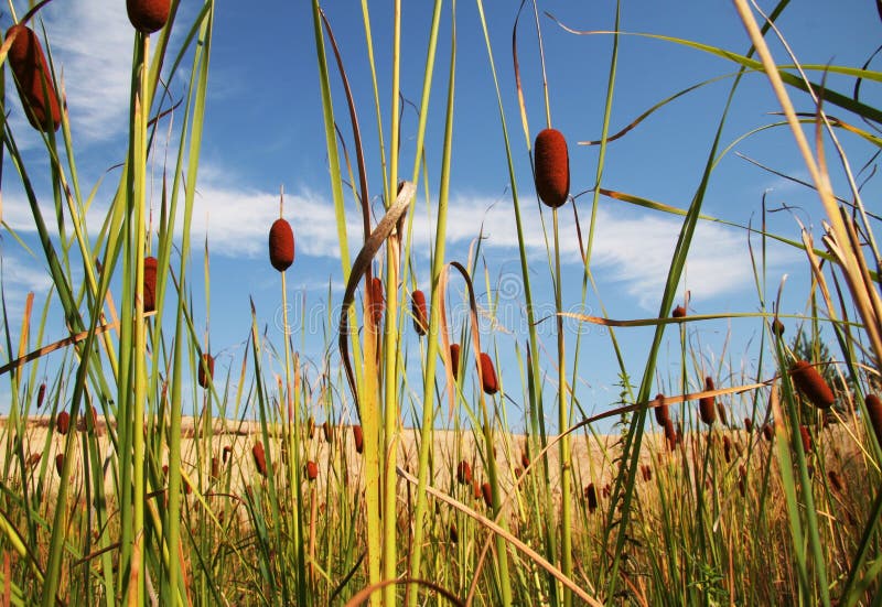 Prosperous Farm stock photo. Image of field, grass, roof - 176934