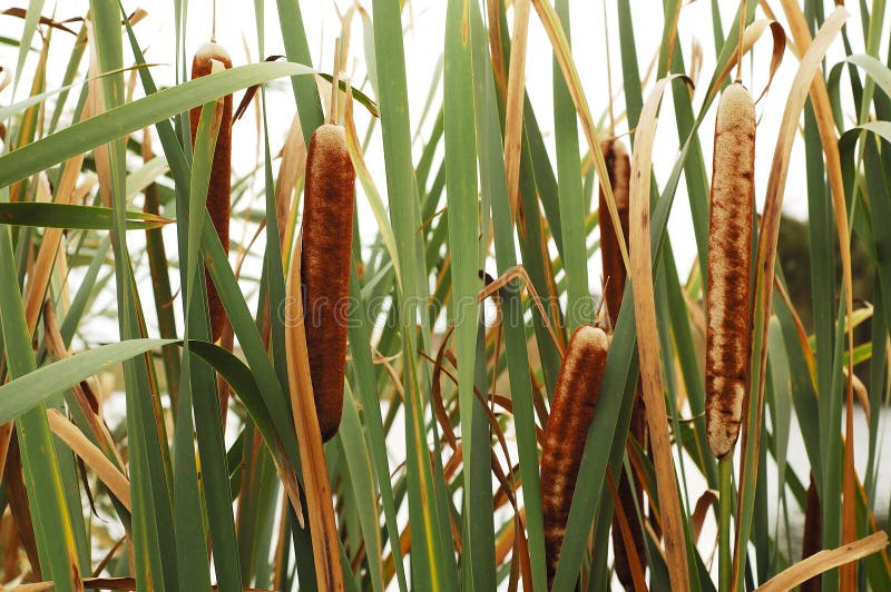 Bulrush. stock image. Image of lake, green, reed, leaf - 4635193