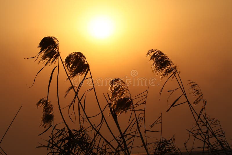 The bulrush stock image. Image of abstract, floral, contour - 18194943