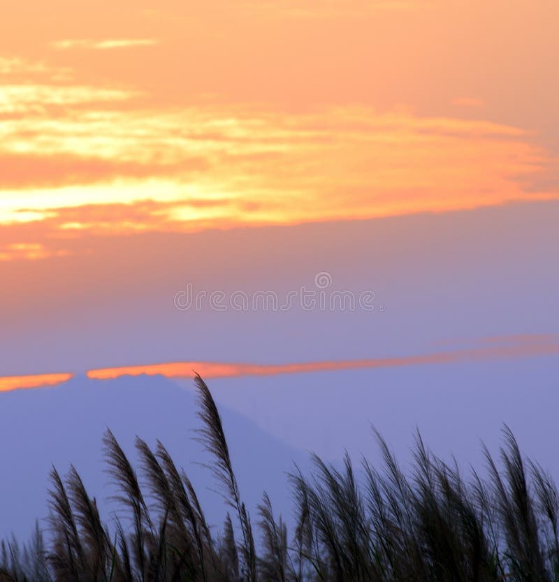 Bulrush stock image. Image of bushy, marsh, clouds, plant - 5589463