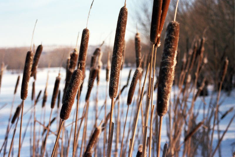 The bulrush stock image. Image of abstract, floral, contour - 18194943