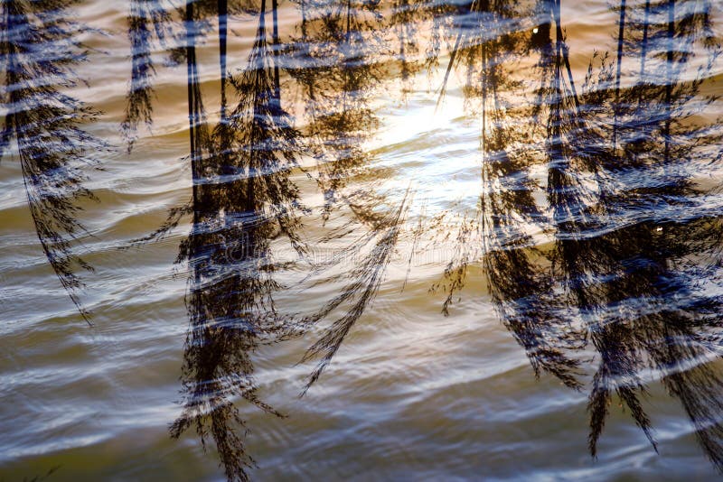Reeds in the Water Reflection Stock Image - Image of sunbeam, beauty ...
