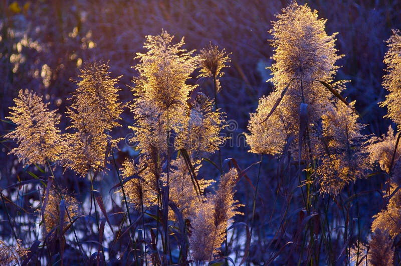 Bulrush -Backlight stock photo. Image of gold, magnificent - 11750650
