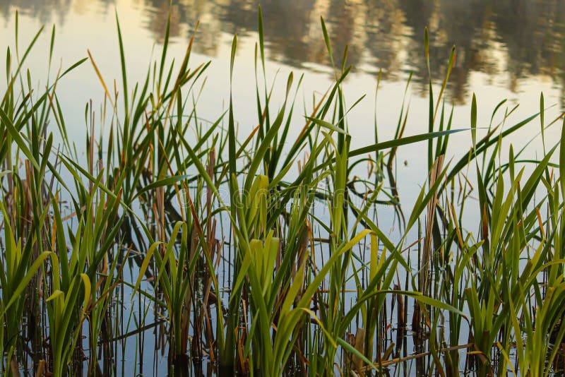 Bulrush in a River stock image. Image of plant, reeds - 6138149