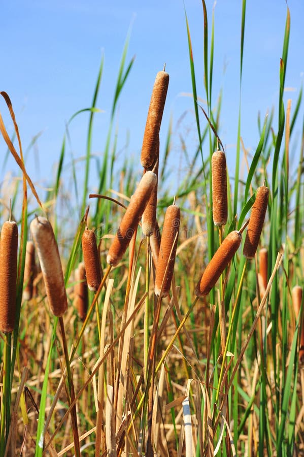 Bulrush / Cat Tail / Reed Mace Stock Image - Image of blooms, float ...