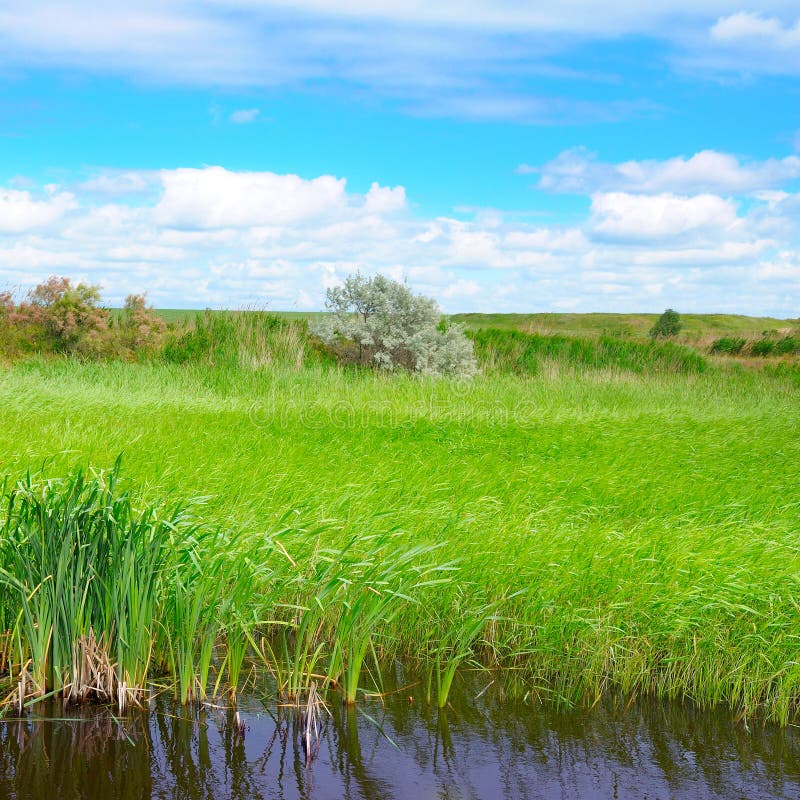 Bulrush and Cattail on a Swampy Lake Stock Image - Image of environment ...