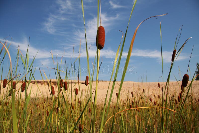 Bulrush stock image. Image of gardening, blooming, marshland - 54162245